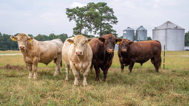 Cattle Slaughter Down From Previous Week - Archer Financial Services